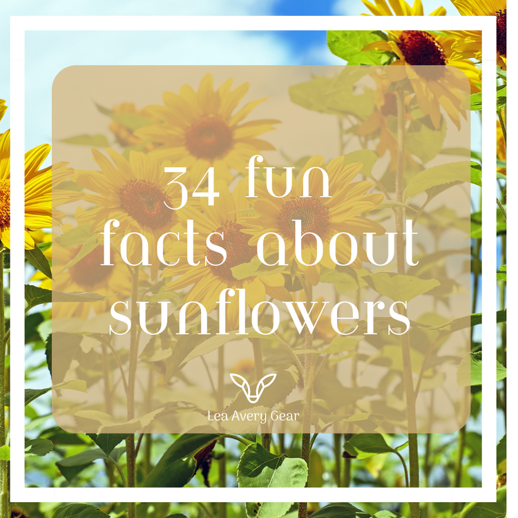 34 Fun Facts about Sunflowers to Brighten your Curiosity – Lea Avery Gear